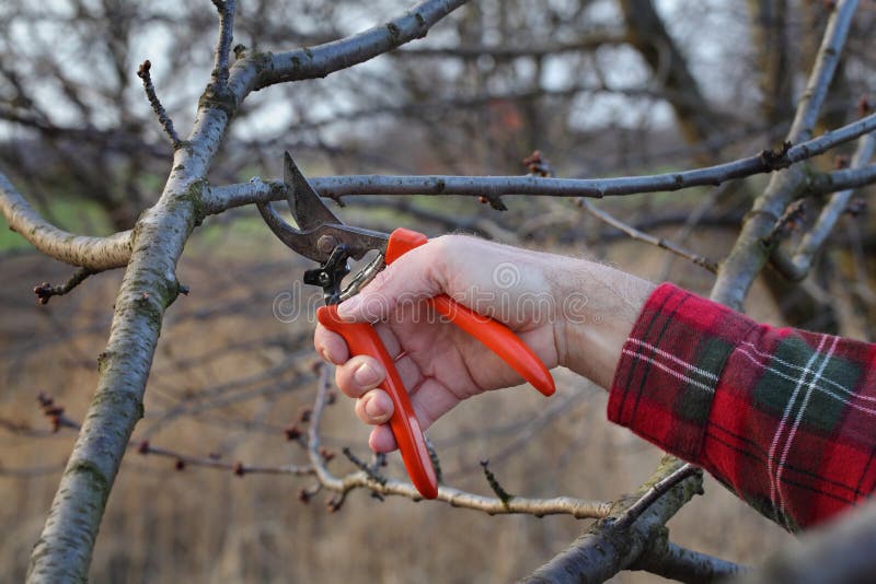 Agriculture, Pruning in Orchard Stock Photo - Image of glove, cutting ...