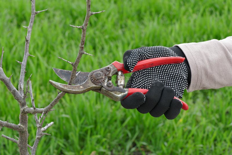 Agriculture, Pruning in Orchard Stock Image - Image of holding, closeup ...