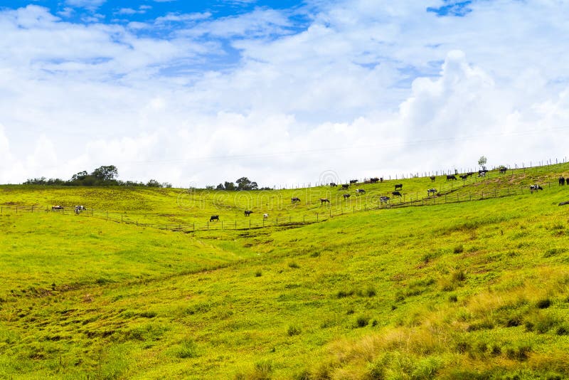 Agriculture in Puerto Rico stock photo. Image of farming - 34841306