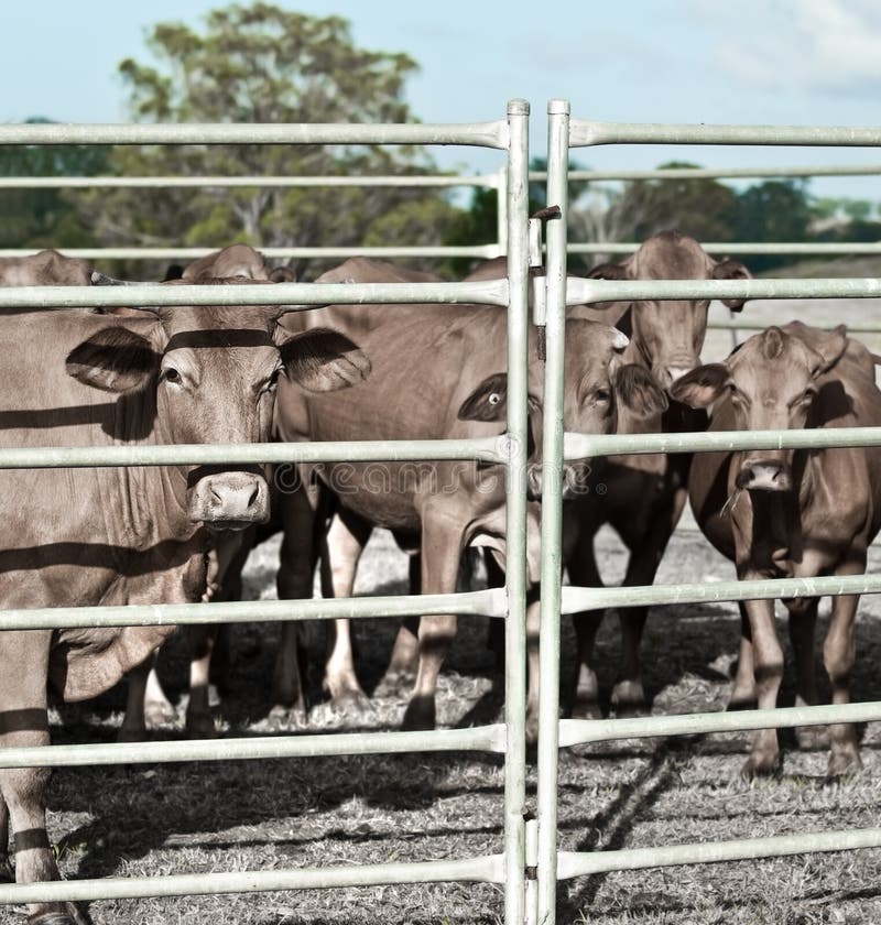 Agriculture Restrained Beef Cattle in Corral Stock Image - Image of ...