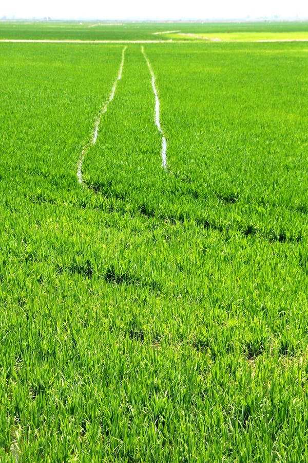 Agriculture Rice Field in Spain Valencia Stock Photo - Image of meadow ...