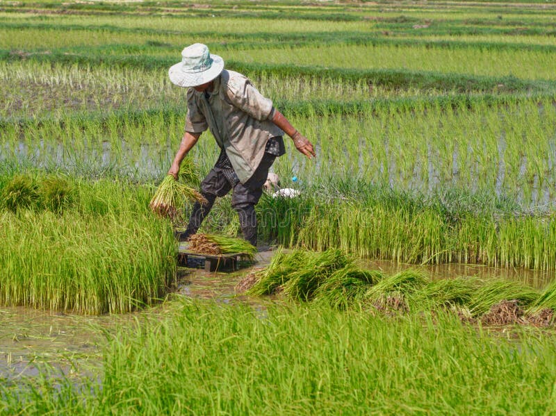 Agriculture in rice fields editorial stock image. Image of work - 122175114