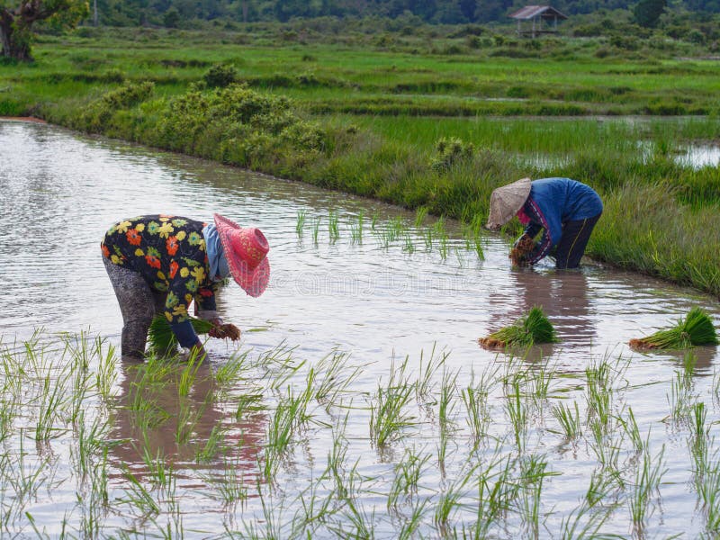 Agriculture in rice fields editorial image. Image of water - 122175135