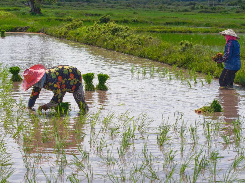 Agriculture in rice fields editorial photo. Image of outdoor - 122175241