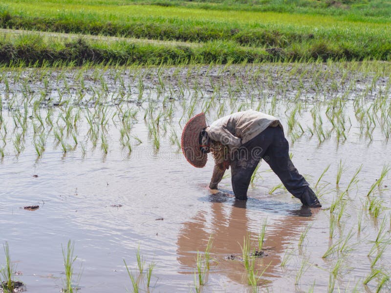 Agriculture in rice fields editorial photo. Image of farmer - 122175786
