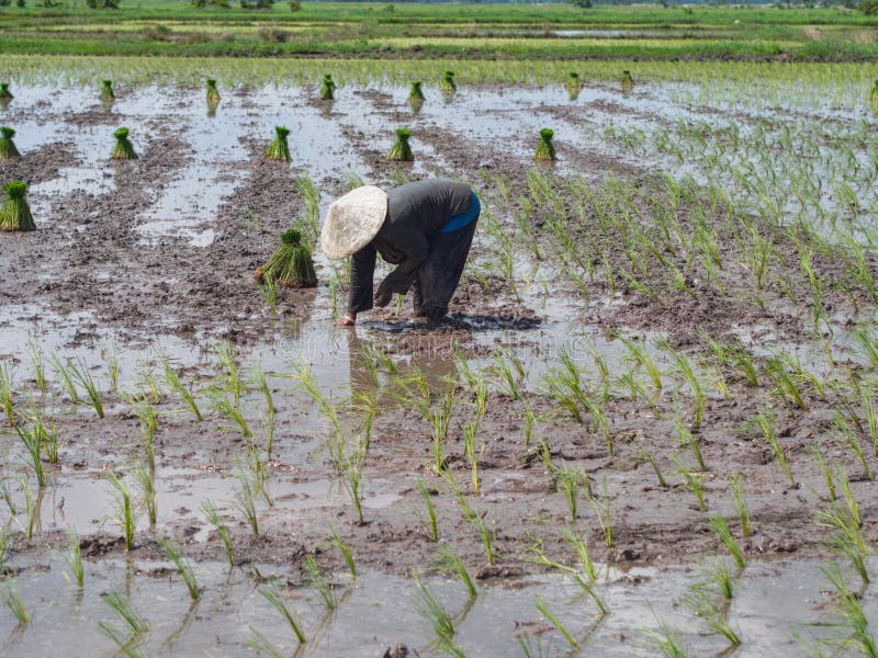 Agriculture in rice fields editorial image. Image of crop - 122176410