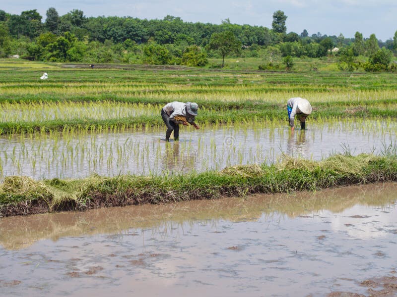Agriculture in rice fields editorial photo. Image of rice - 122176451