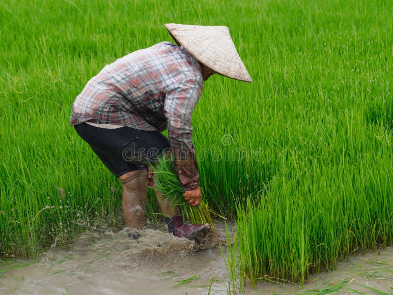 Agriculture in rice fields editorial stock photo. Image of rice - 122177098