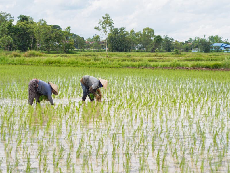 Agriculture in rice fields editorial image. Image of woman - 122303530