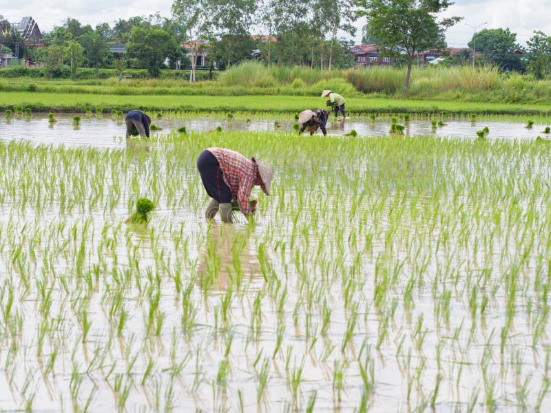 Rice fields stock image. Image of rice, farmer, fields - 127952633