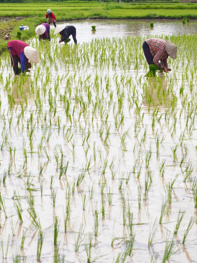 Agriculture in rice fields editorial photo. Image of agriculture ...