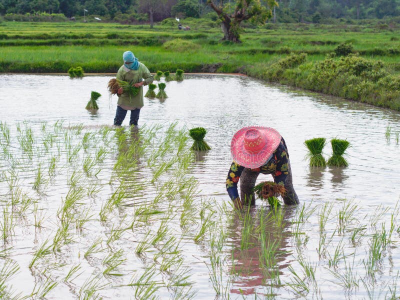Agriculture in rice fields editorial photography. Image of life - 122175167