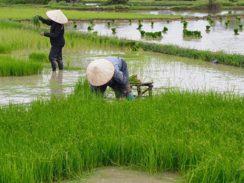 Agriculture in rice fields editorial stock image. Image of verdant ...