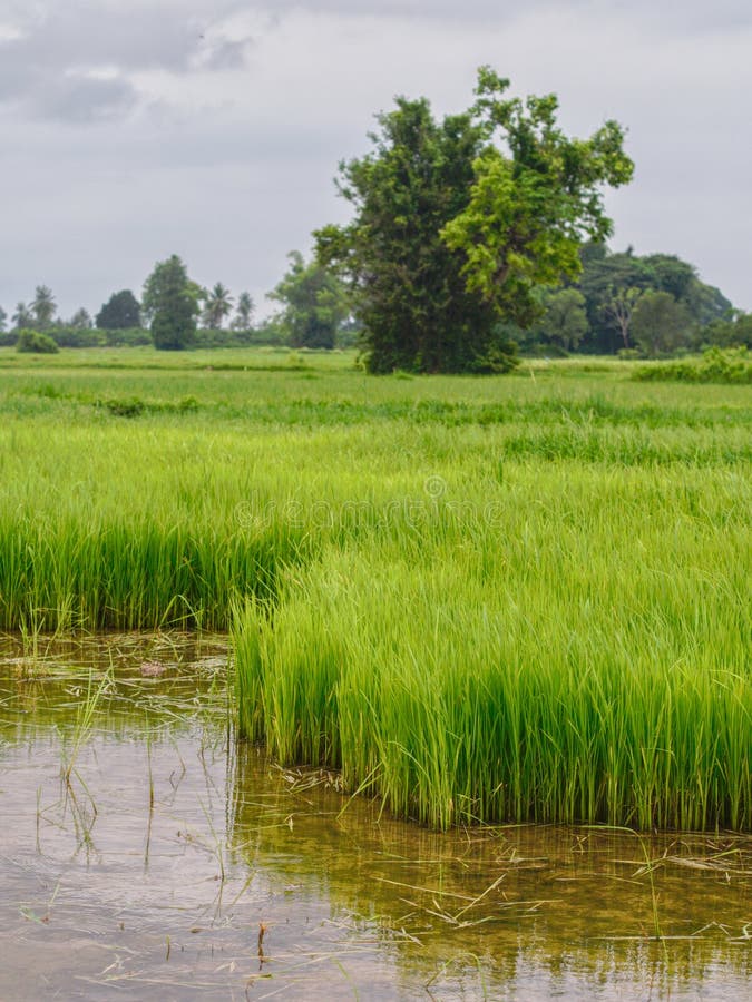 Agriculture in rice fields stock image. Image of tropical - 122372725