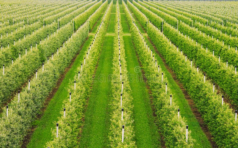 Agriculture. Rows of Apple Trees Grow. Apple Orchard. Stock Photo ...