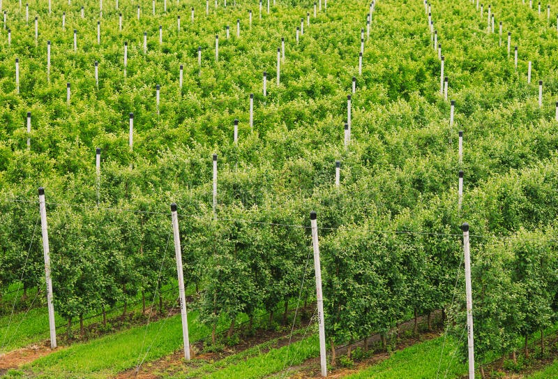 Agriculture. Rows of Apple Trees Grow. Apple Orchard. Stock Photo ...