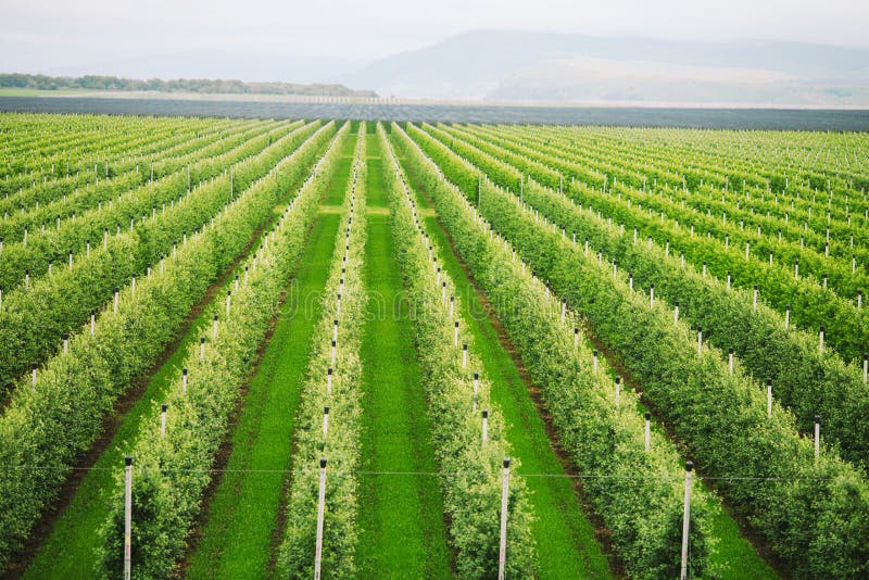 Agriculture. Rows of Apple Trees Grow. Apple Orchard. Stock Image ...