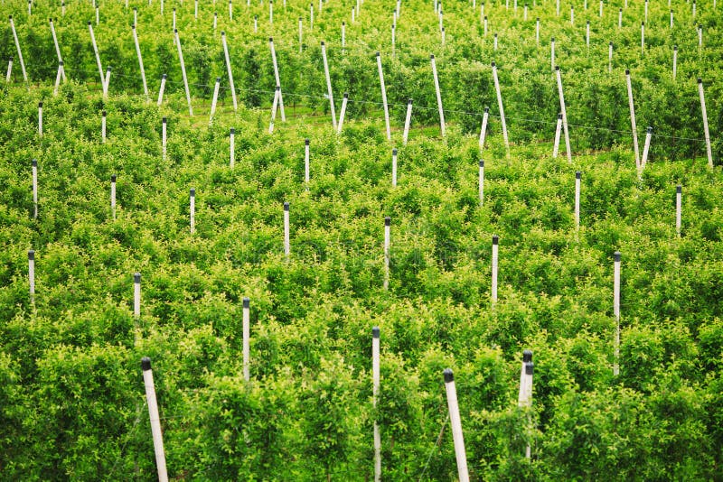 Agriculture. Rows of Apple Trees Grow. Apple Orchard. Stock Photo ...