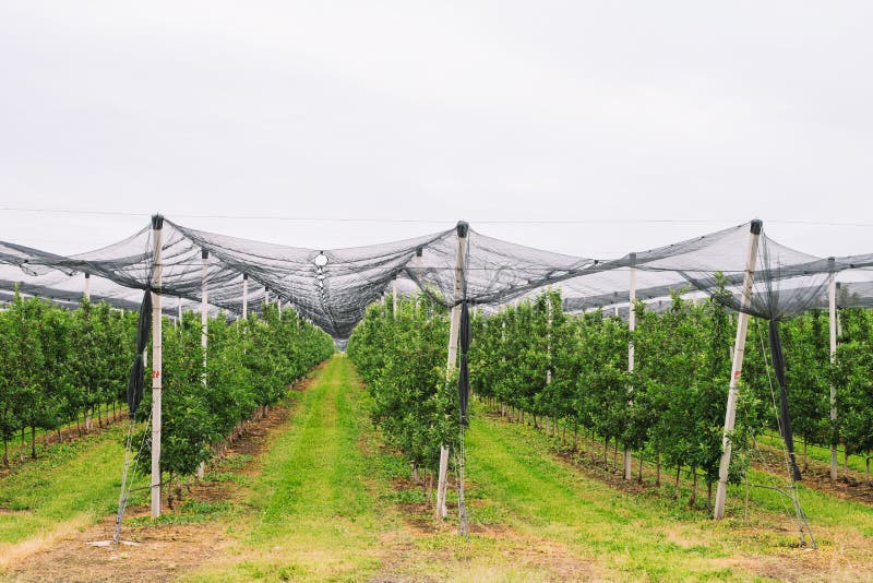 Rows of Apple Trees in an Apple Orchard on a Background of Green Grass ...