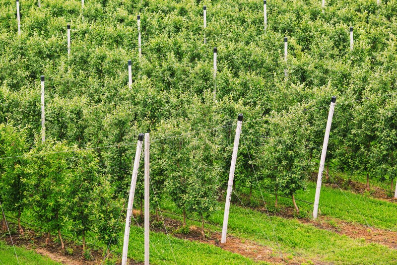 Agriculture. Rows of Apple Trees Grow. Apple Orchard. Stock Image ...