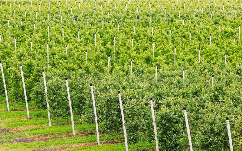 Agriculture. Rows of Apple Trees Grow. Apple Orchard. Stock Image ...