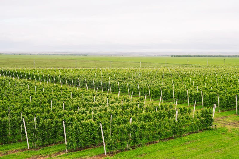 Agriculture. Rows of Apple Trees Grow. Apple Orchard. Stock Photo ...