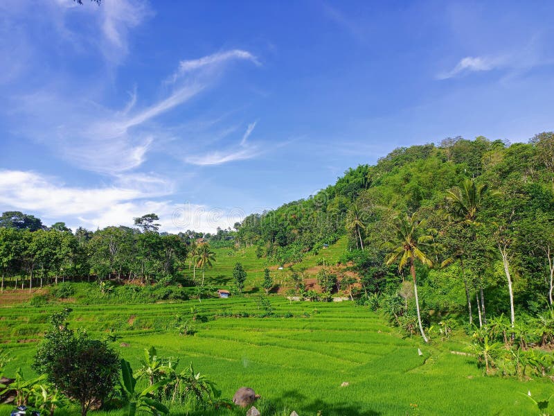 Agriculture in Rural Areas in Indonesia, West Java Stock Photo - Image ...