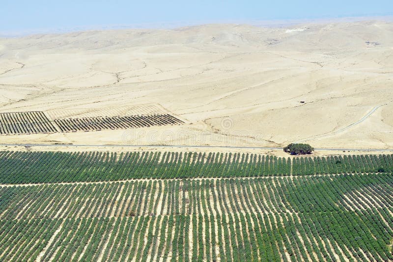 Plantation De Palmiers Dans Le Désert, Israël Photo stock - Image du ...
