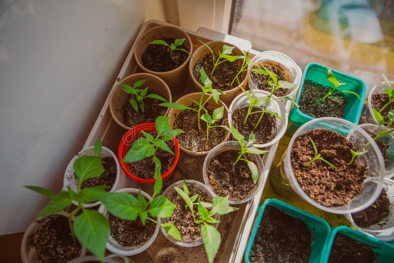 Agriculture, Seeding, Plant Seed Growing Concept Stock Photo - Image of ...