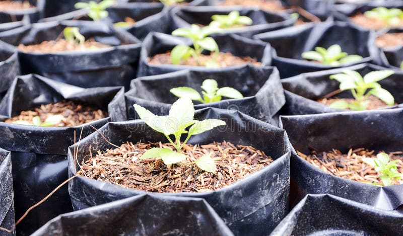 Agriculture and Seeding Plant Seed Growing Step Concept Stock Image ...