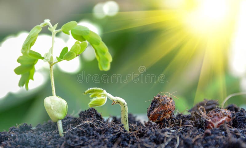 Agriculture and Seeding Plant Seed Growing Step Concept Stock Image ...