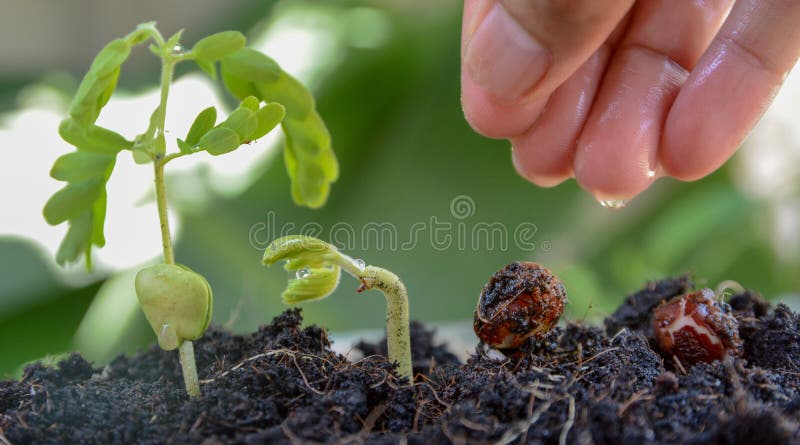 Agriculture and Seeding Plant Seed Growing Step Concept Stock Image ...