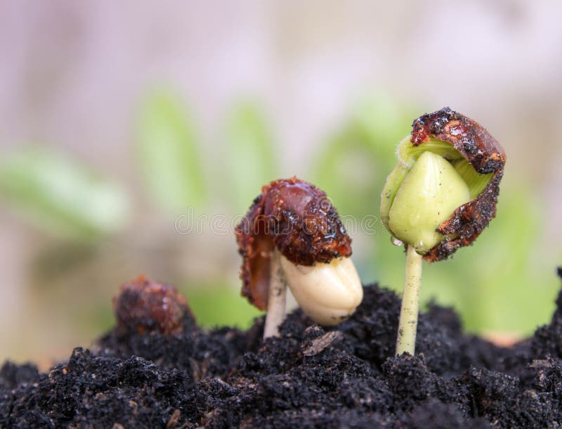 Agriculture and Seeding Plant Seed Growing Step Concept Stock Image ...