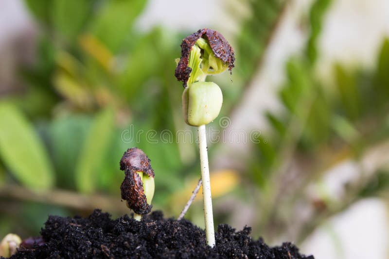 Agriculture and Seeding Plant Seed Growing Step Concept Stock Image ...