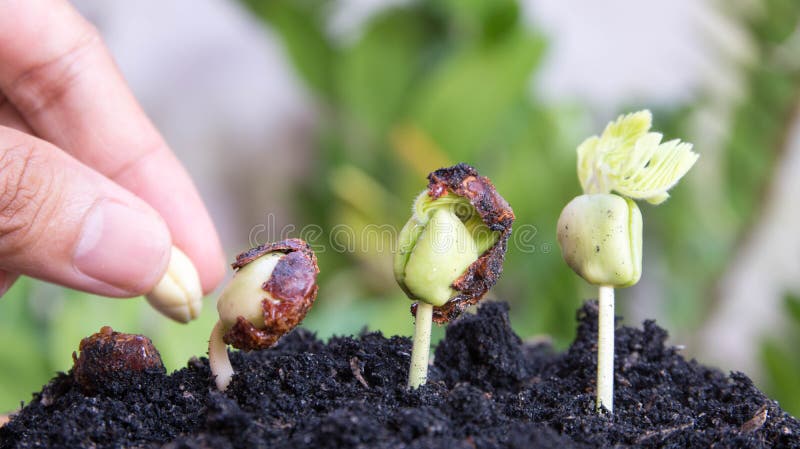 Agriculture and Seeding Plant Seed Growing Step Concept Stock Photo ...