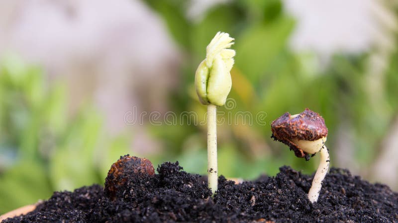Agriculture and Seeding Plant Seed Growing Step Concept Stock Photo ...