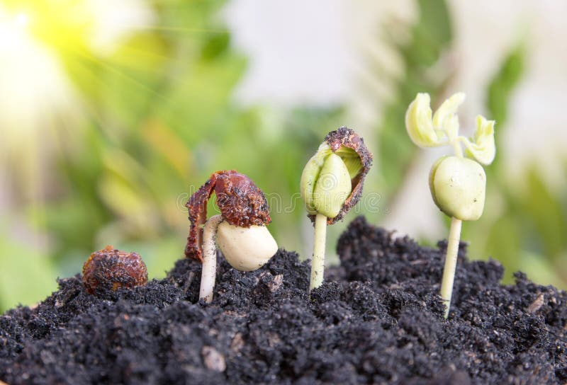 Agriculture and Seeding Plant Seed Growing Step Concept Stock Photo ...