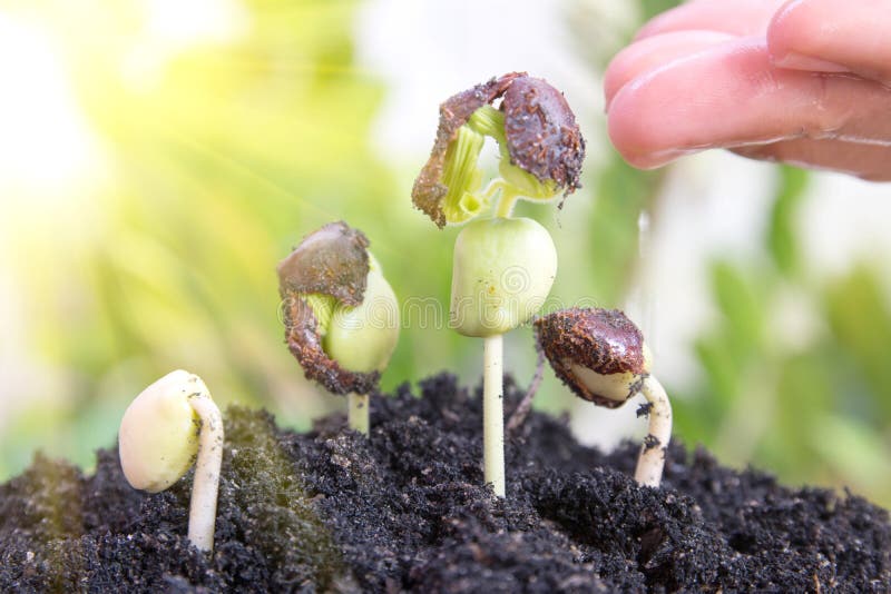 Agriculture and Seeding Plant Seed Growing Step Concept Stock Image ...