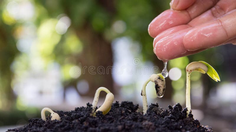 Agriculture and Seeding Plant Seed Growing Step Concept Stock Photo ...