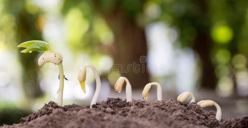 Agriculture and Seeding Plant Seed Growing Step Concept Stock Photo ...