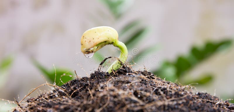 Agriculture and Seeding Plant Seed Growing Step Concept Stock Photo ...