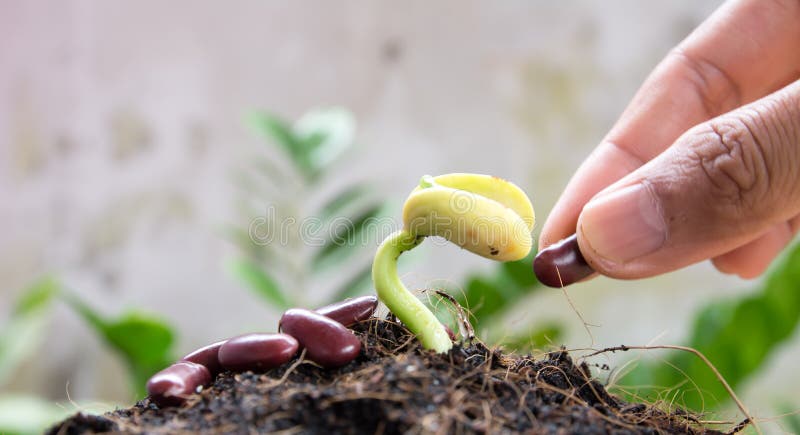 Agriculture and Seeding Plant Seed Growing Step Concept Stock Image ...