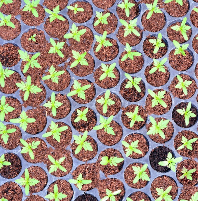 Agriculture and Seeding Plant Seed Growing Step Concept Stock Photo ...