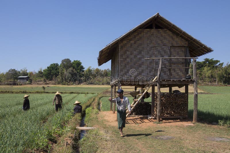 Agriculture - Shan State - Myanmar (Burma) Editorial Photo - Image of ...