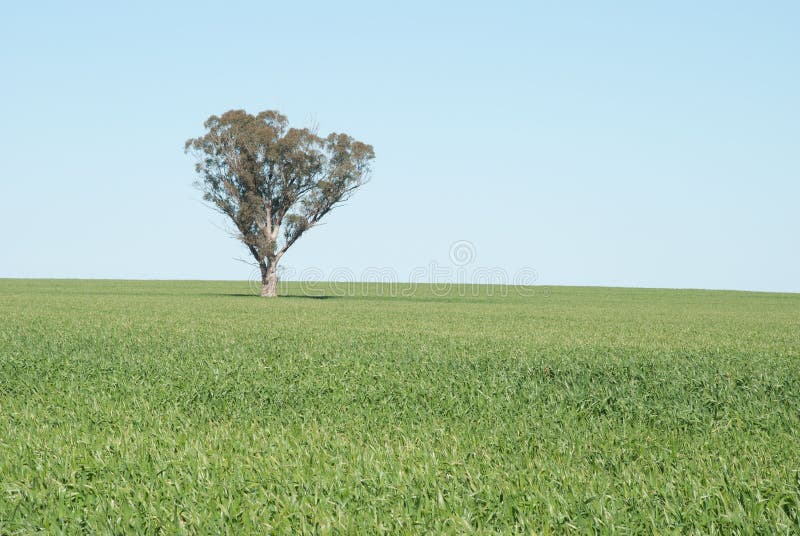 Agriculture stock photo. Image of rural, field, serene - 43323374