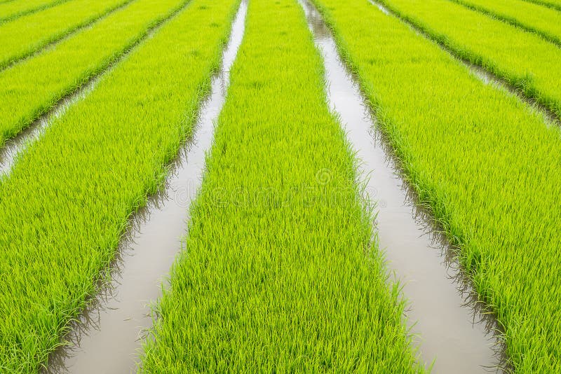 Agriculture of Small Rice Sprout in Cultivated Area with Reflect Stock ...