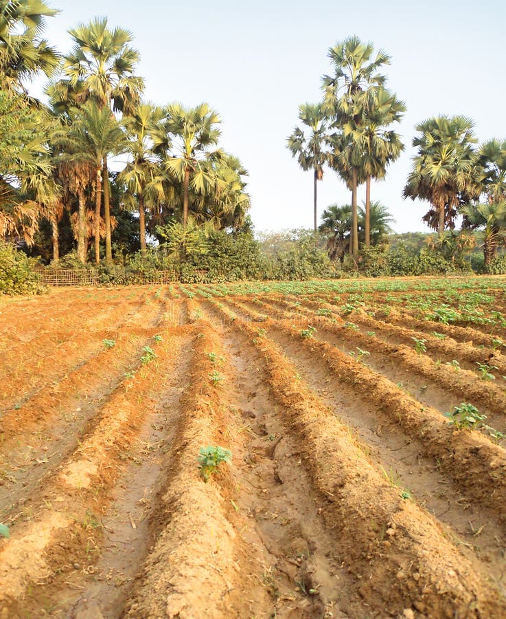 Agriculture in South East Asia Stock Image - Image of farmer, asia ...
