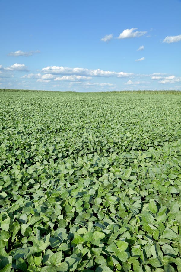 Agriculture, soy field stock image. Image of cultivated - 36264377