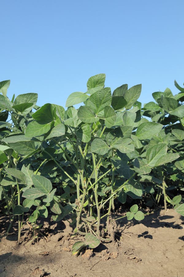 Agriculture, soy plant stock image. Image of food, blue - 36264335