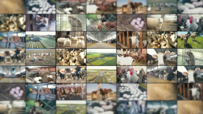 Agriculture Split Screen. Farm Split Screen. Animals on the Farm. Farm ...
